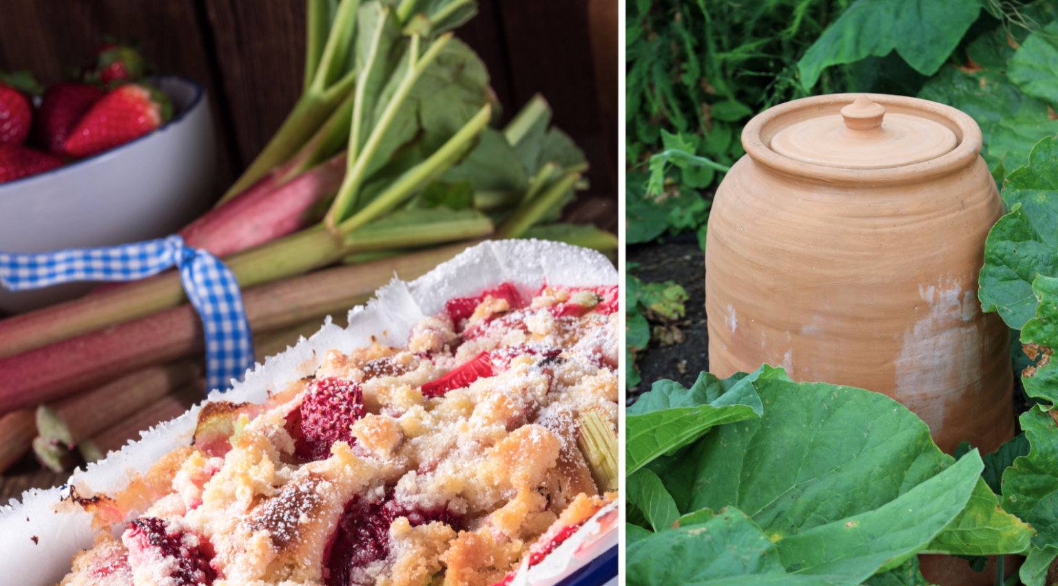 Godare och snabbare – odla rabarber som i England - Hus & Hem