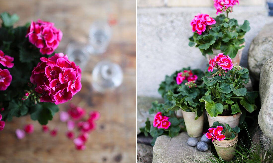 Årets pelargon 2020 – så sköter du den - Hus & Hem