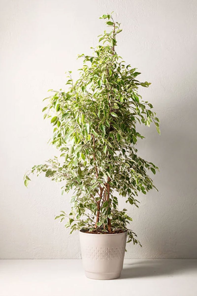 8 stora växter att inreda med inomhus - Hus & Hem