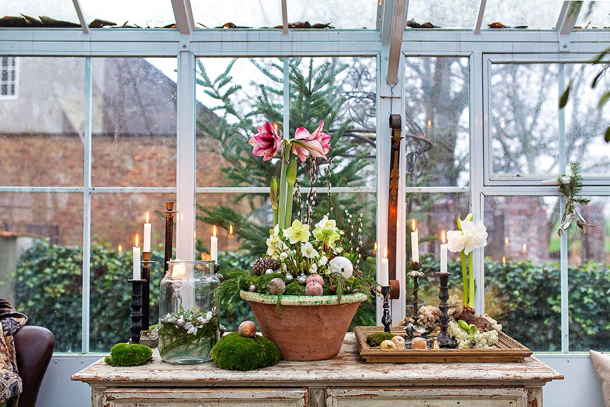 Lyckas med amaryllis - här är Karl Fredriks bästa tips! - Hus & Hem