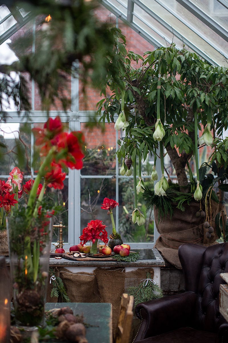 Lyckas med amaryllis - här är Karl Fredriks bästa tips! - Hus & Hem