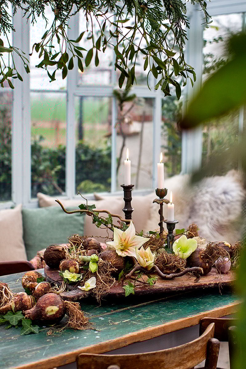 Lyckas med amaryllis - här är Karl Fredriks bästa tips! - Hus & Hem