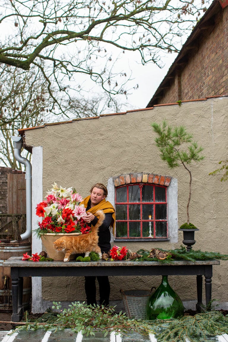 Lyckas med amaryllis - här är Karl Fredriks bästa tips! - Hus & Hem