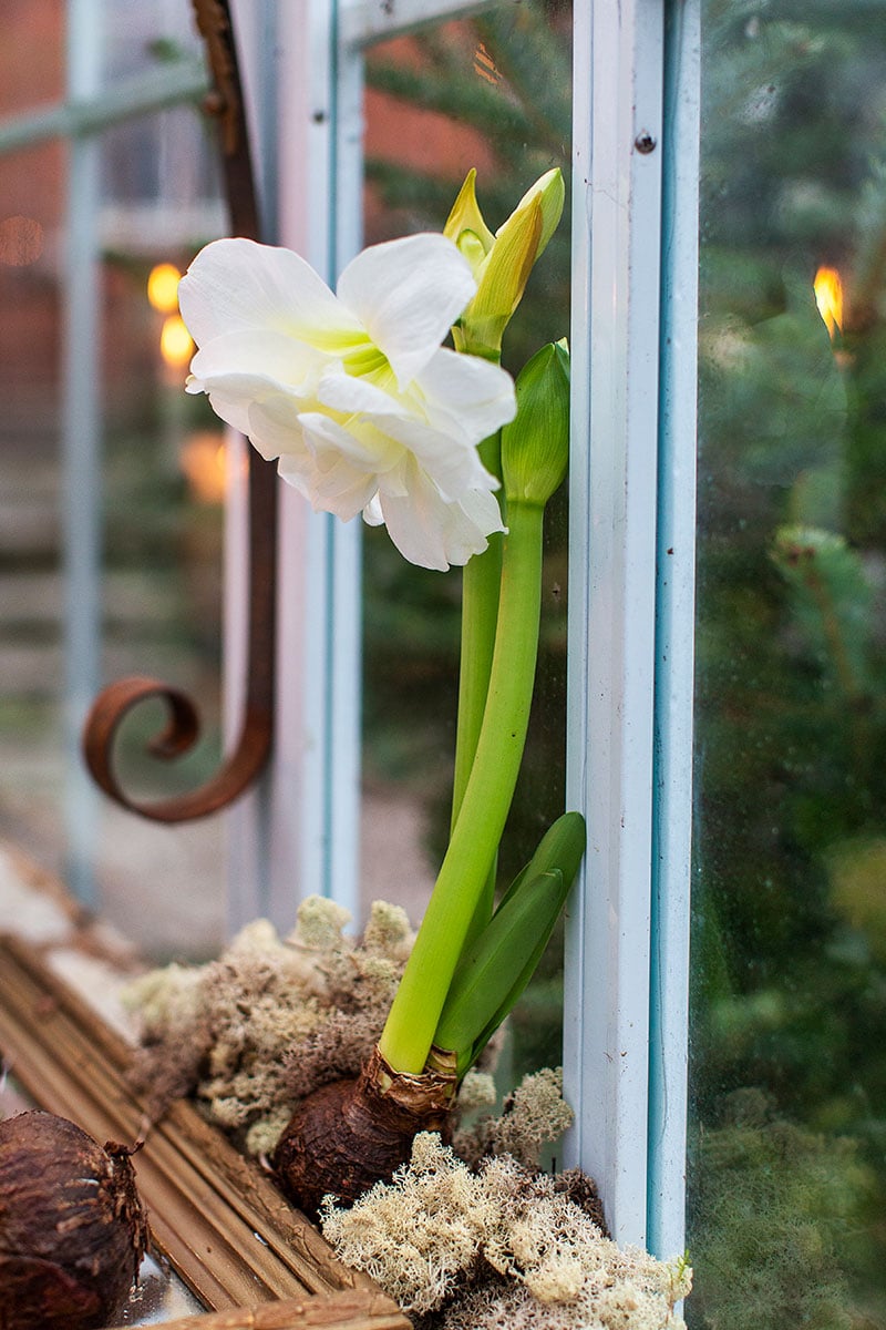 Lyckas med amaryllis - här är Karl Fredriks bästa tips! - Hus & Hem