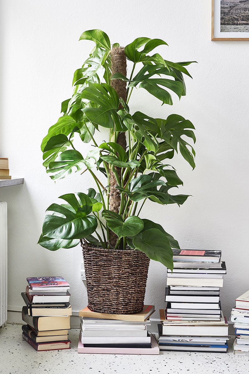 Så tar du sticklingar på dina favoritväxter - Hus & Hem