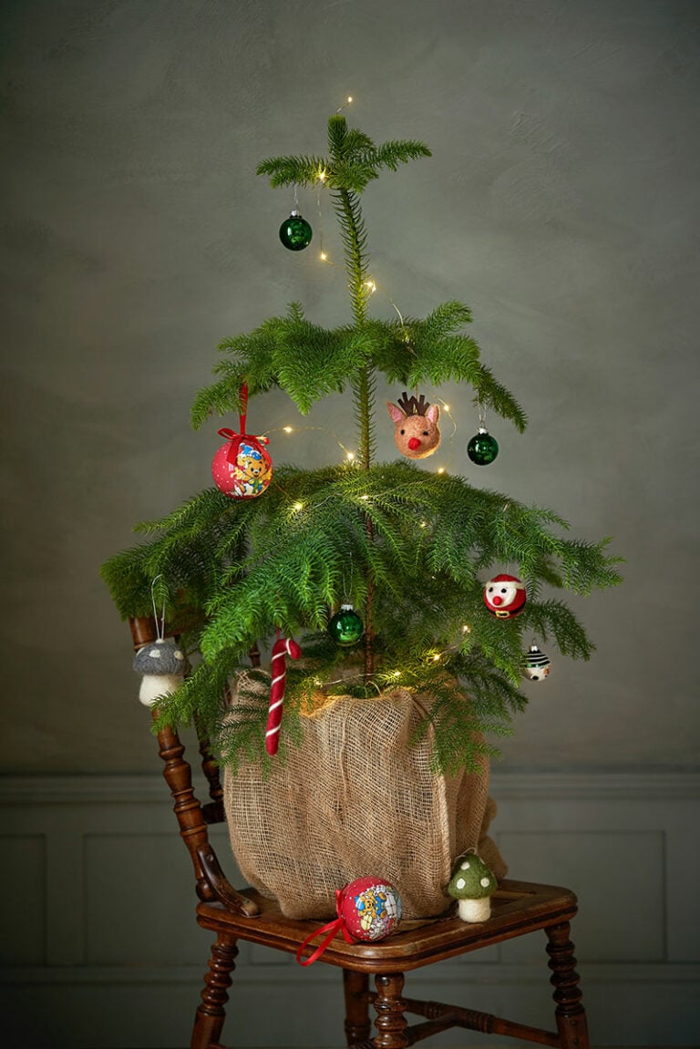 5 stora växttrender julen 2022 - Hus & Hem