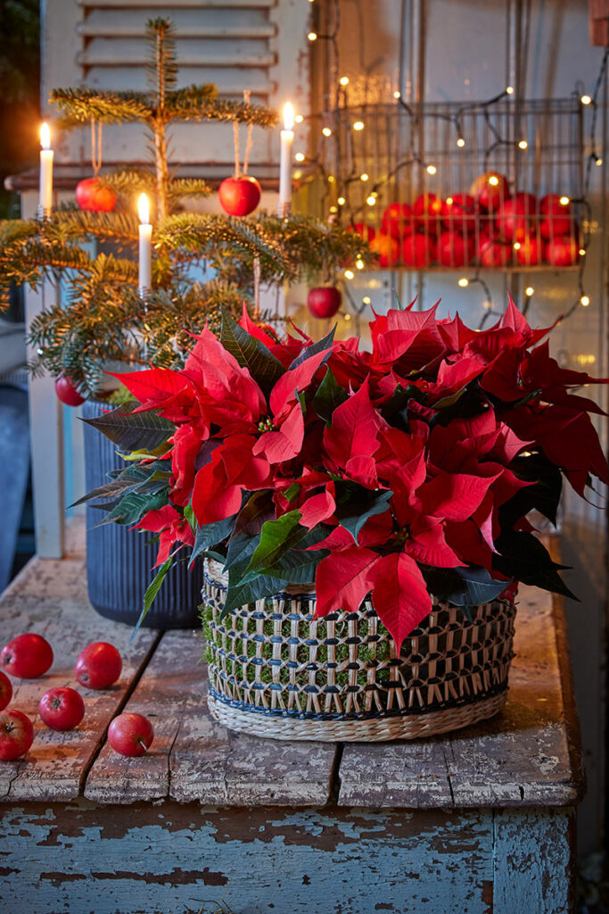 Så sköter du 9 vanliga julblommor – viktiga tips för att lyckas - Hus & Hem
