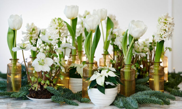 Så sköter du 9 vanliga julblommor – viktiga tips för att lyckas - Hus & Hem