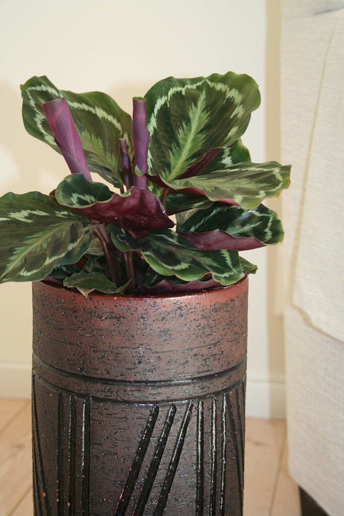 6 växter som trivs i skugga inomhus - Hus & Hem